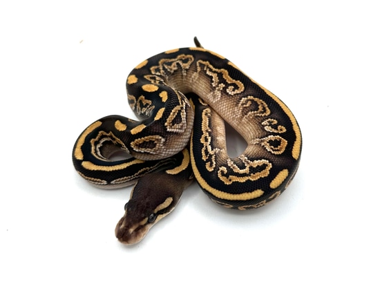 Black Pastel Mojave Ball Python by Blue Line Morphs