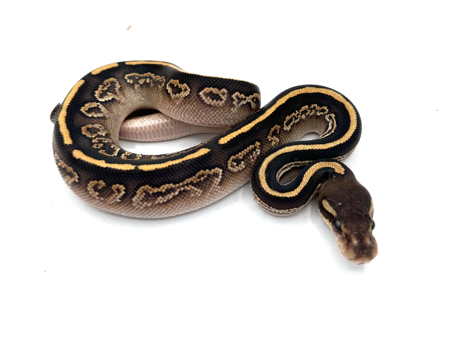 Black Pastel Mojave Ball Python by Blue Line Morphs - MorphMarket