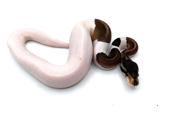 Cinnamon Pied Ball Python by Blue Line Morphs