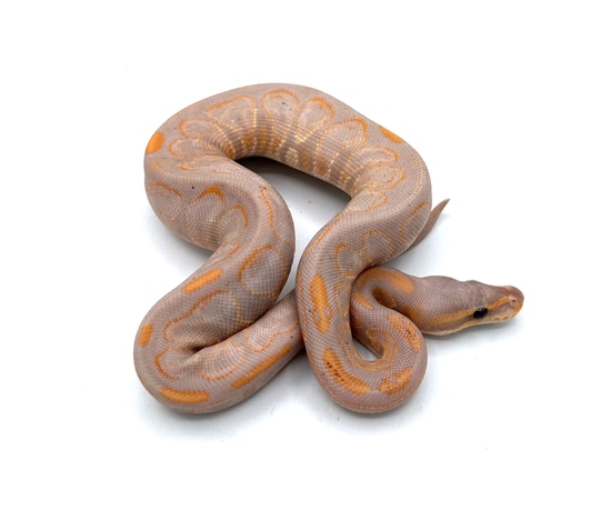 Coral Glow Black Pastel Orange Dream Ball Python by Blue Line Morphs