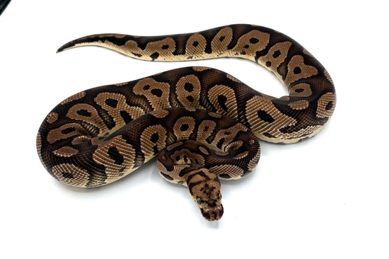 BREEDER!! Confusion Clown Ball Python by Blue Line Morphs