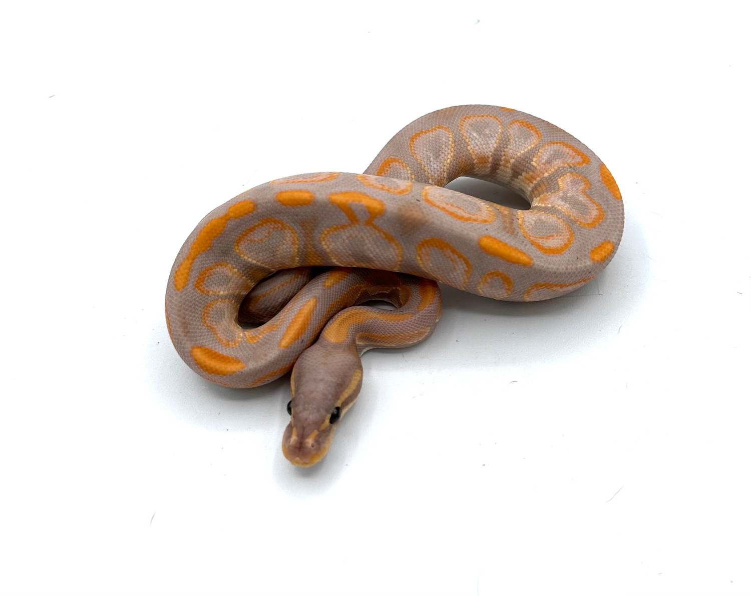 Coral Glow Black Pastel Orange Dream Ball Python by Blue Line Morphs ...