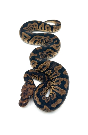 Confusion Keyhole Clown Ball Python by Blue Line Morphs