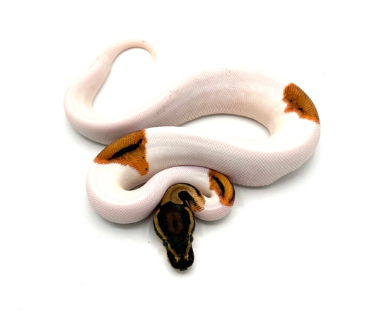 Orange Dream Leopard Pied Ball Python by Blue Line Morphs