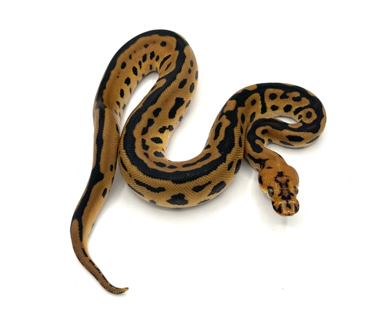 Batman Ball Python by Blue Line Morphs