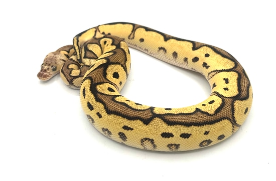 Gravel Orange Dream Pastel Clown Ball Python by Blue Line Morphs