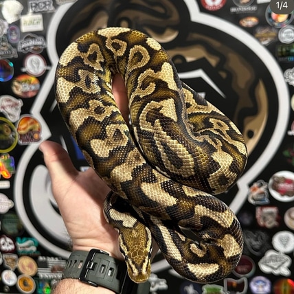 Blue Line Morphs - MorphMarket