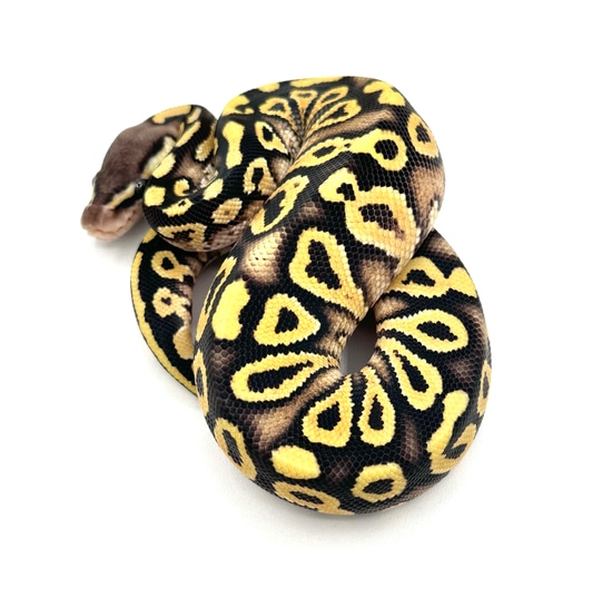 Pastave Het Paint Ball Python by Blue Line Morphs