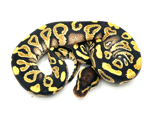 Mojave Yellow Belly Het Paint Ball Python by Blue Line Morphs