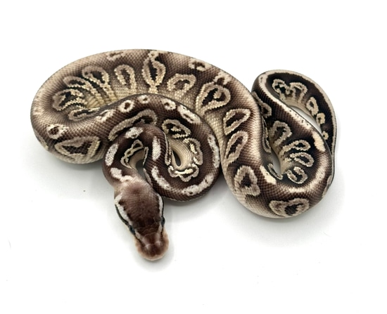 Pastave Black Pastel Yellow Belly Het Paint Ball Python by Blue Line Morphs