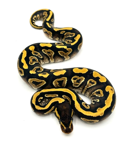 Black Pastel Yellow Belly Het Paint Ball Python by Blue Line Morphs