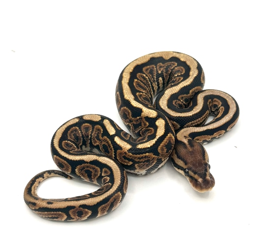 Red Stripe Yellow Belly Black Pastel Het Clown Ball Python by Blue Line ...