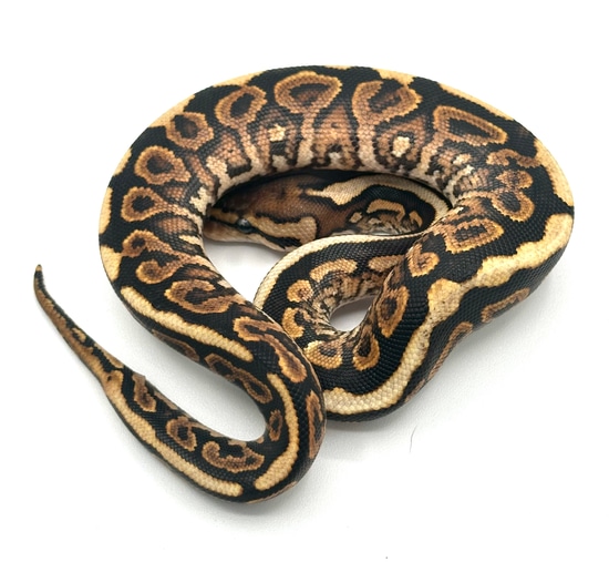 Red Stripe Yellow Belly Black Pastel Het Clown Ball Python by Blue Line ...