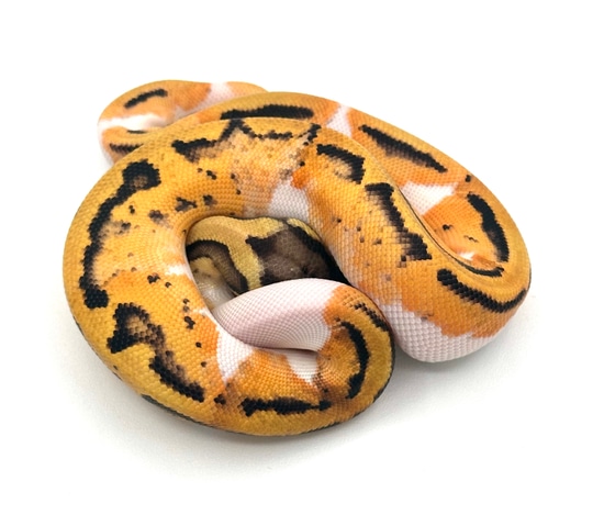 Scrambler ? Yellow Belly Pastel Pied Ball Python by Blue Line Morphs