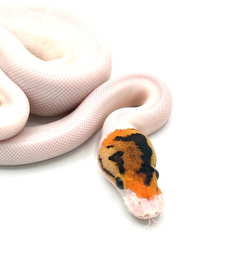 Special ODYB Fire Pied Ball Python by Blue Line Morphs