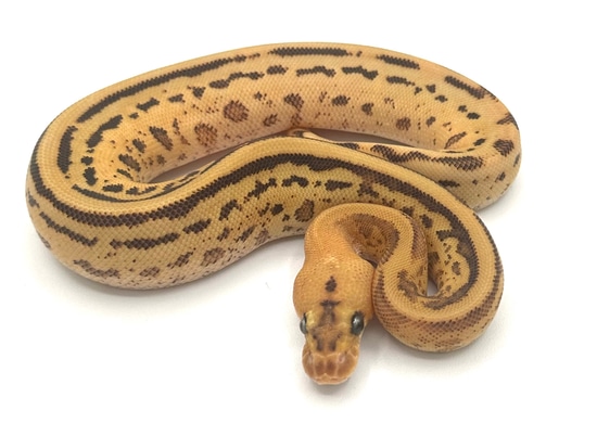 Russo Batman Poss Fire Ball Python by Blue Line Morphs