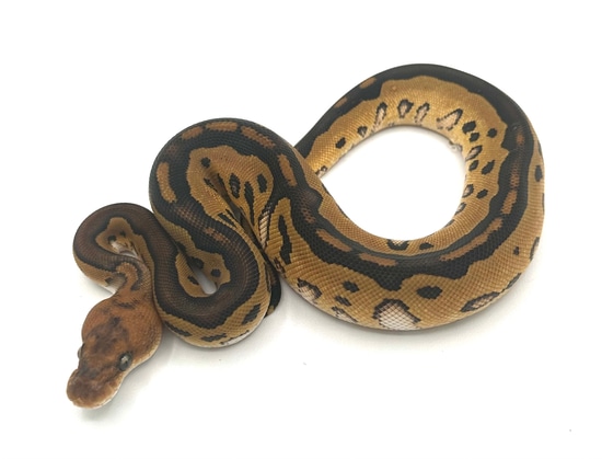 Wookie Leo Clown Ball Python by Blue Line Morphs