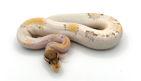 Pastave Fire YB POSS OD Pied Poss Het Clown Paradox Ball Python by Blue ...