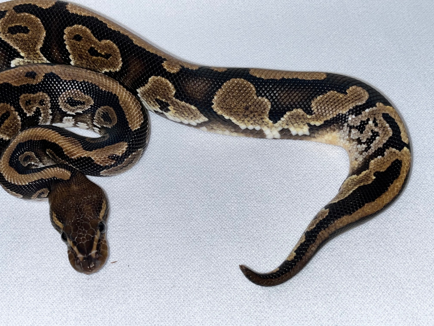 Mahogany Ball Python by Balanced Scales Exotics - MorphMarket