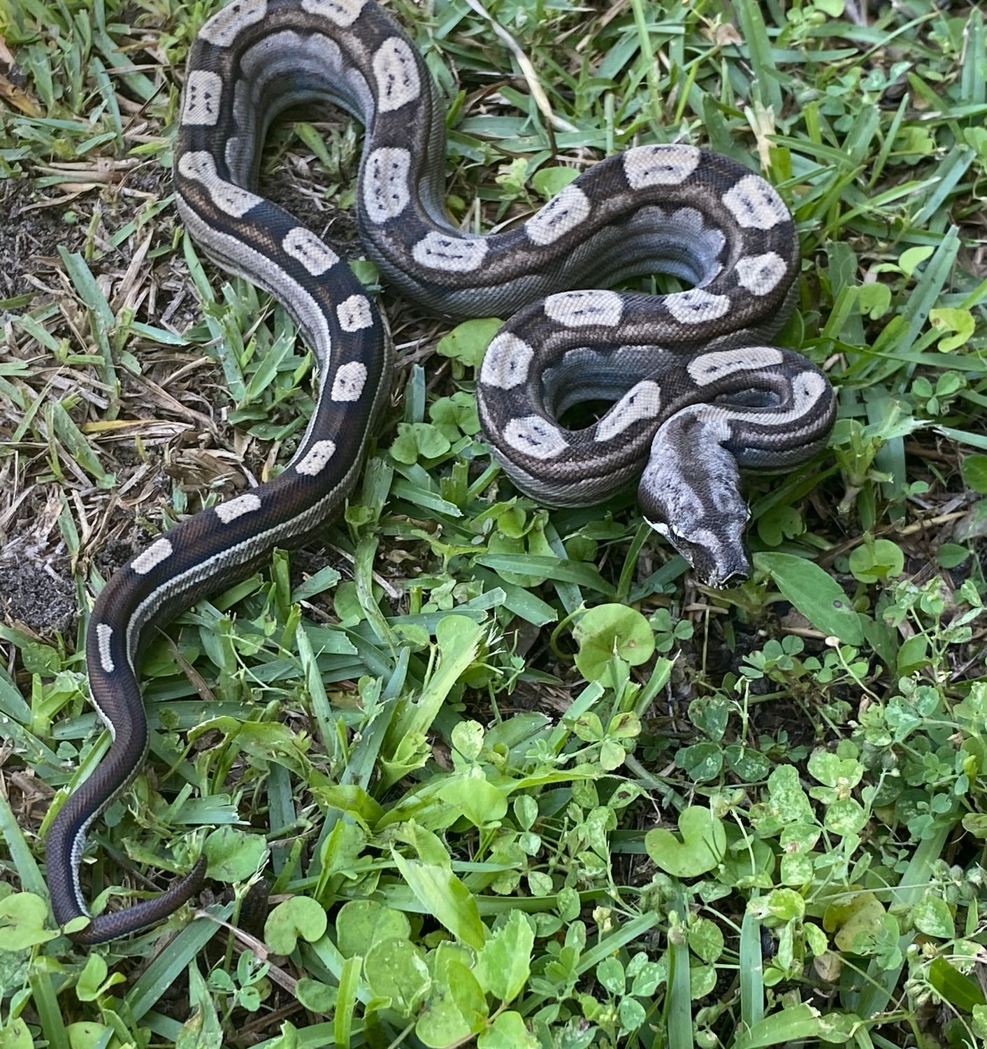 Motley 100% Het Anery 66% Parahet Boa Constrictor by Bal Boas LLC ...