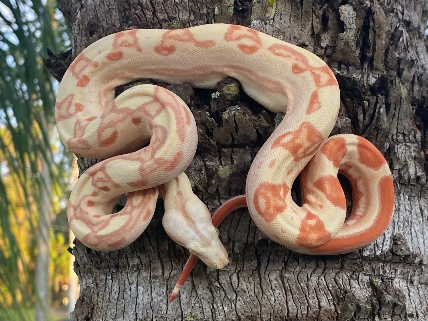 Sunglow Motley Jungle Boa Constrictor by Bal Boas LLC. - MorphMarket