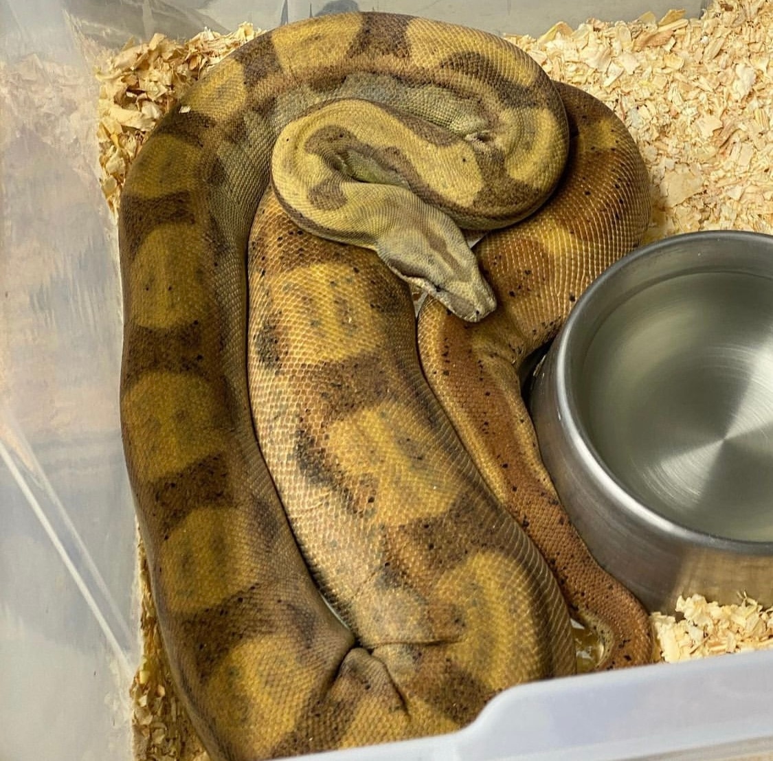 Hypo Motley 100% Het Kahl Albino Boa Constrictor by Bal Boas LLC ...