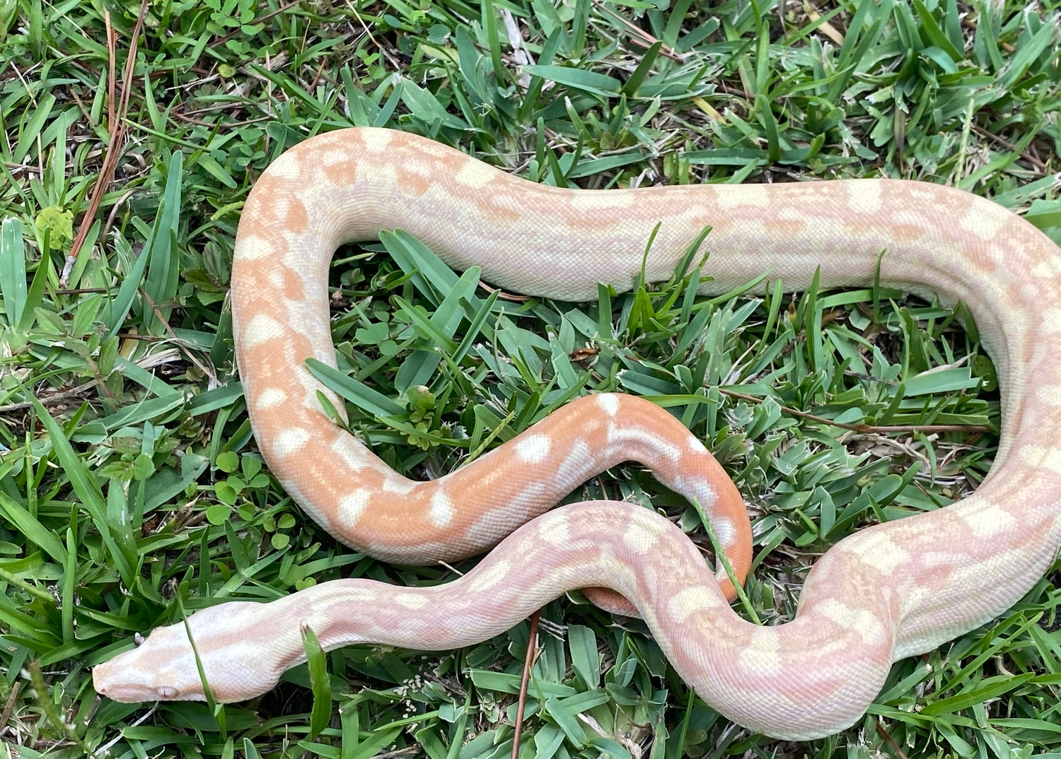 Sunglow Aztec Motley Boa Constrictor by Bal Boas LLC. - MorphMarket