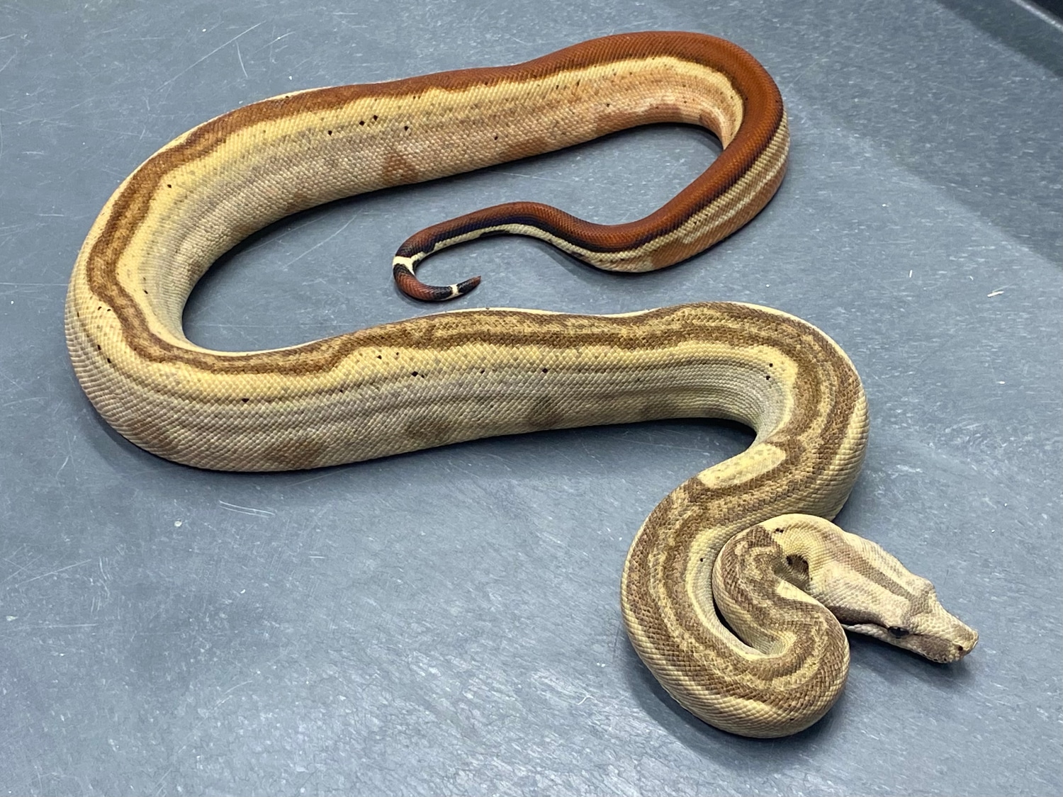 Hypo 100% Het Superstripe 100% Het Kahl Albino Boa Constrictor by Bal Boas LLC. - MorphMarket