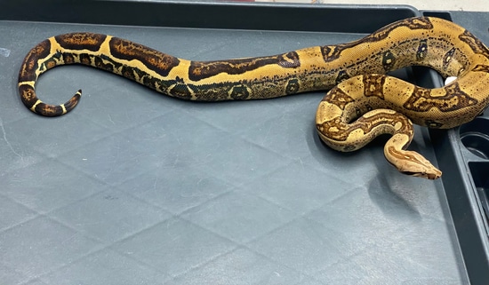 Virgin Jungle 100% Het VPI (READY TO BREED!) Boa Constrictor by Bal ...