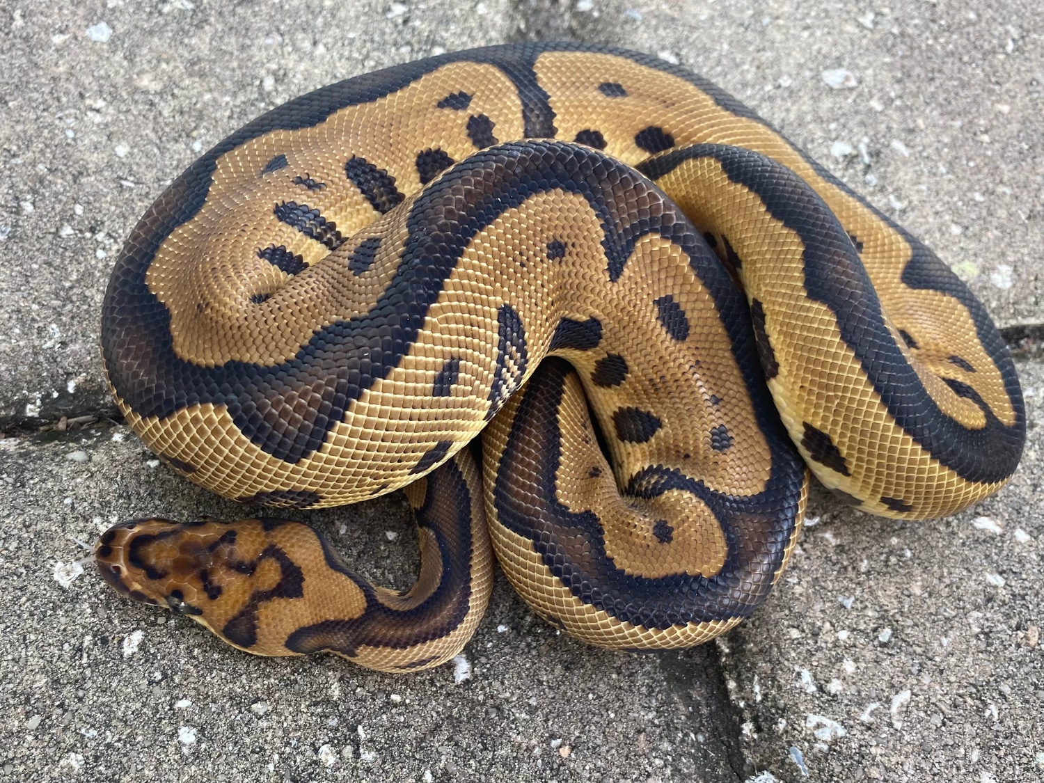 Leopard Clown Ball Python by Bal Boas LLC. - MorphMarket