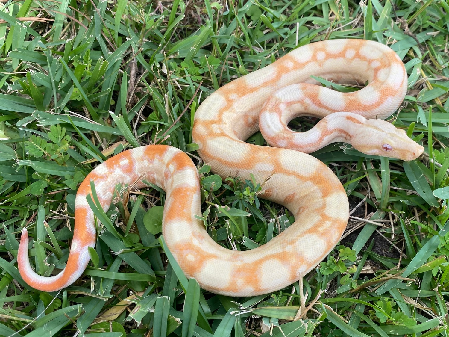 Albino Aztec Boa Constrictor by Bal Boas LLC. - MorphMarket