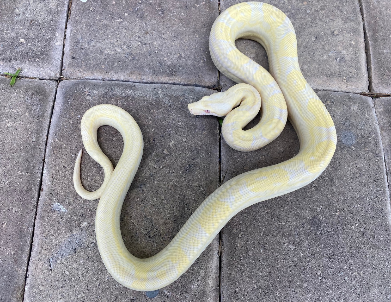 Snowglow Motley Boa Constrictor by Bal Boas LLC. - MorphMarket