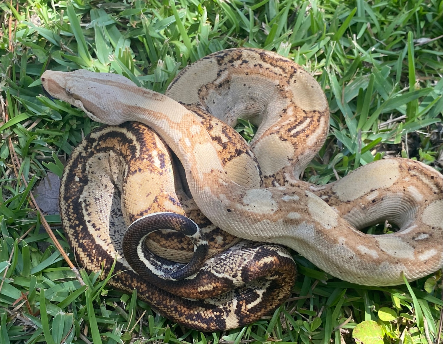 Aztec Jungle 100% Het VPI Boa Constrictor by Bal Boas LLC. - MorphMarket