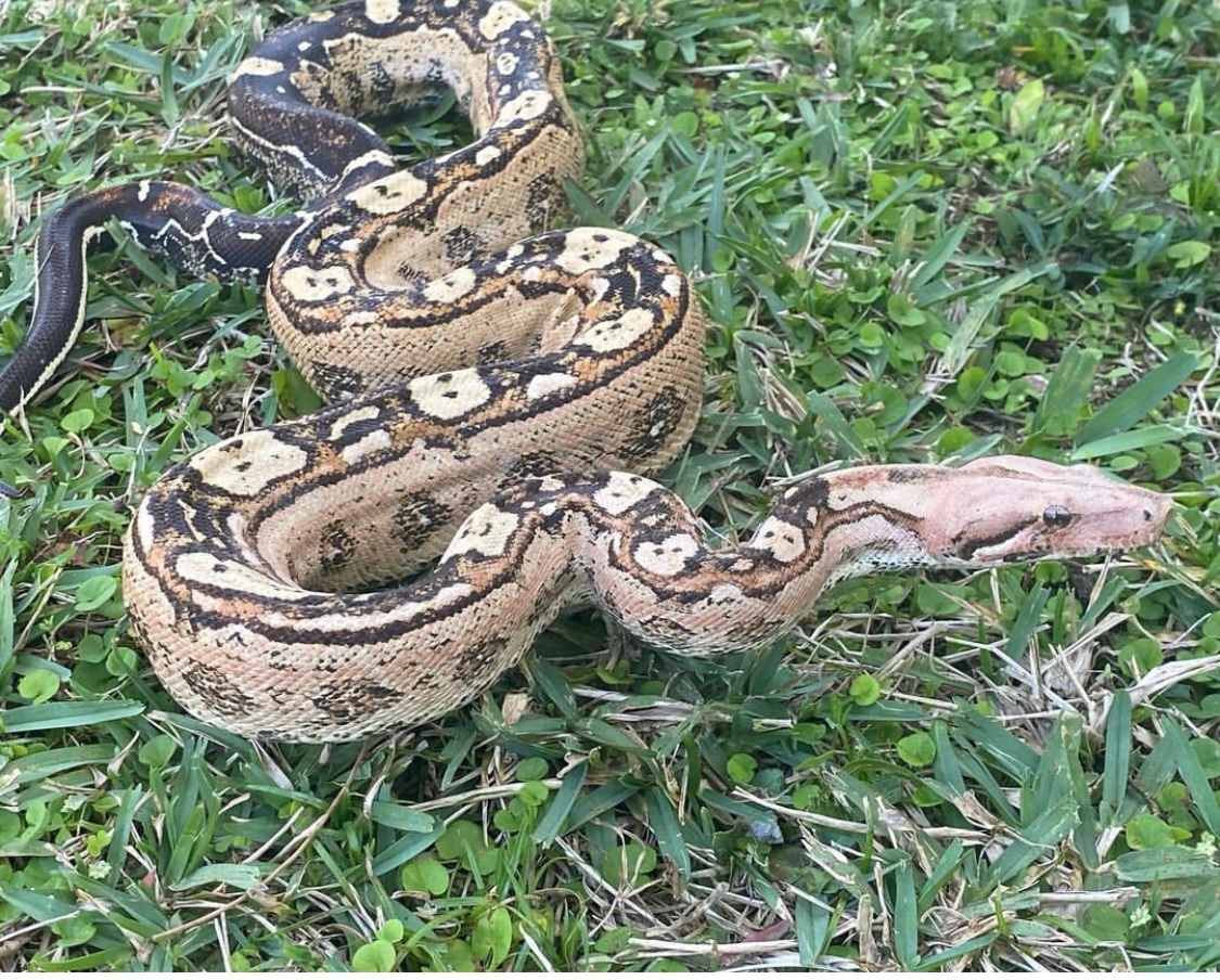 VPI Aztec READY TO BREED! Boa Constrictor by Bal Boas LLC. - MorphMarket