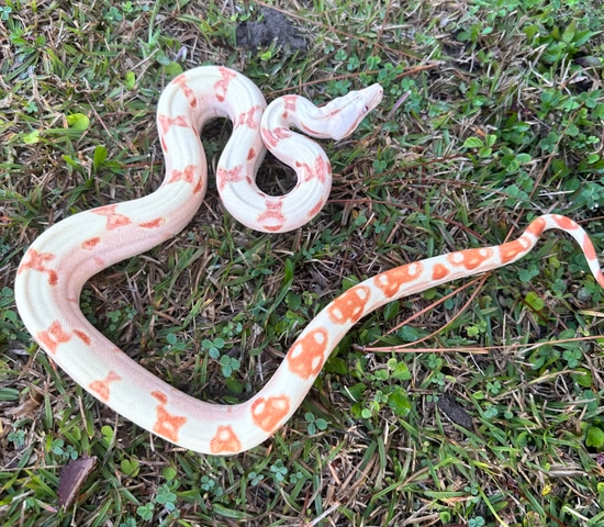 Super Sunglow Aztec Boa Constrictor by Bal Boas LLC.