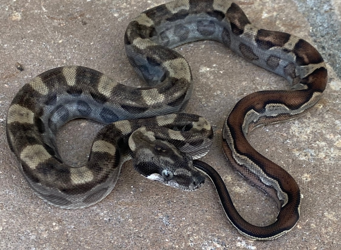 Hypo Motley Arabesque 100% Het RDR BEA 66% Het Kahl Albino Boa ...