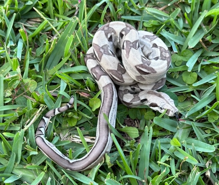 Snowglow Jungle Boa Constrictor by Bal Boas LLC. - MorphMarket