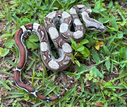 Super Hypo Jungle 100% Het Kahl Albino 50% Het Superstripe Boa Constrictor by Bal Boas LLC ...