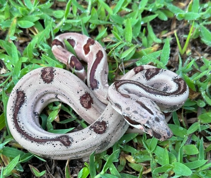 Super Hypo Jungle 100% Het Kahl Albino 50% Het Superstripe Boa Constrictor by Bal Boas LLC ...