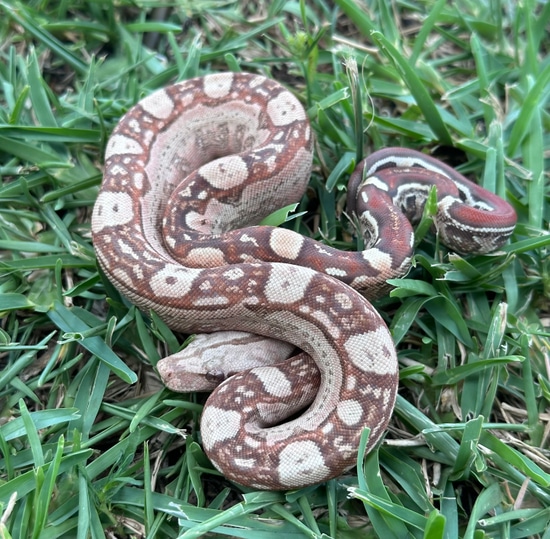VPI Jungle Aztec Boa Constrictor by Bal Boas LLC.