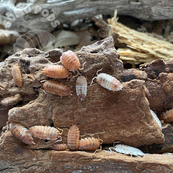 10ct Porcellio Scaber Orange Koi Isopods by Sumo Pods