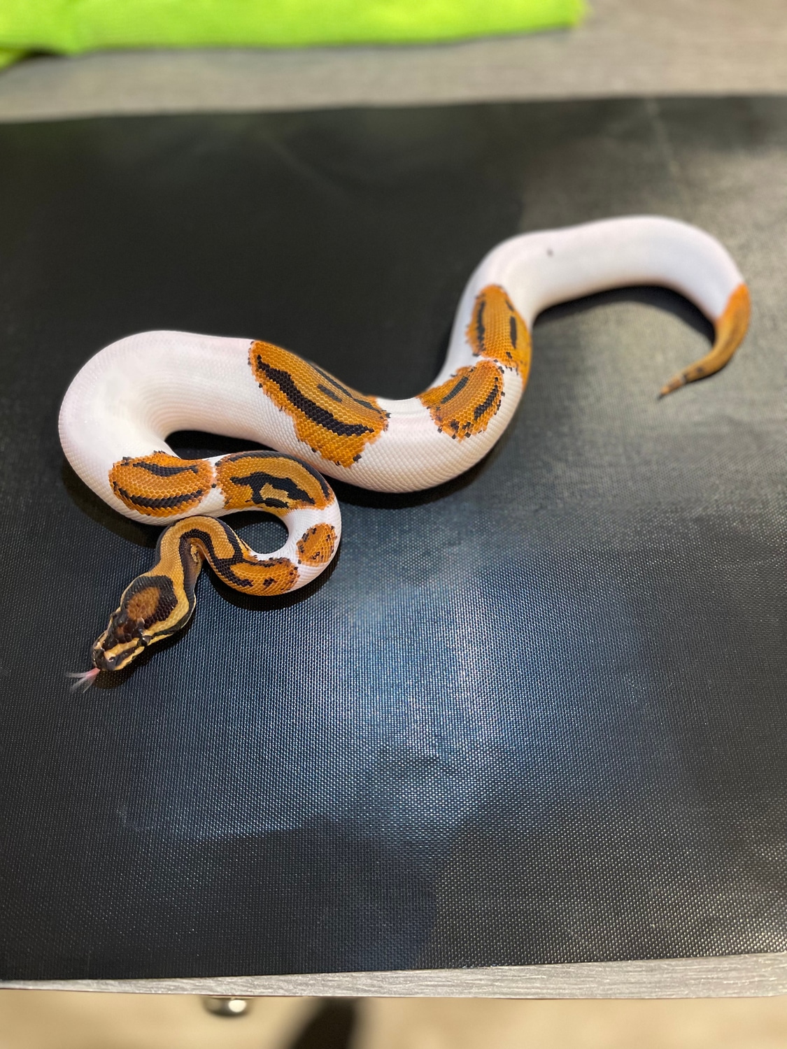 Orange Dream Yellowbelly Leopard Piebald Ball Python by Texas Made ...