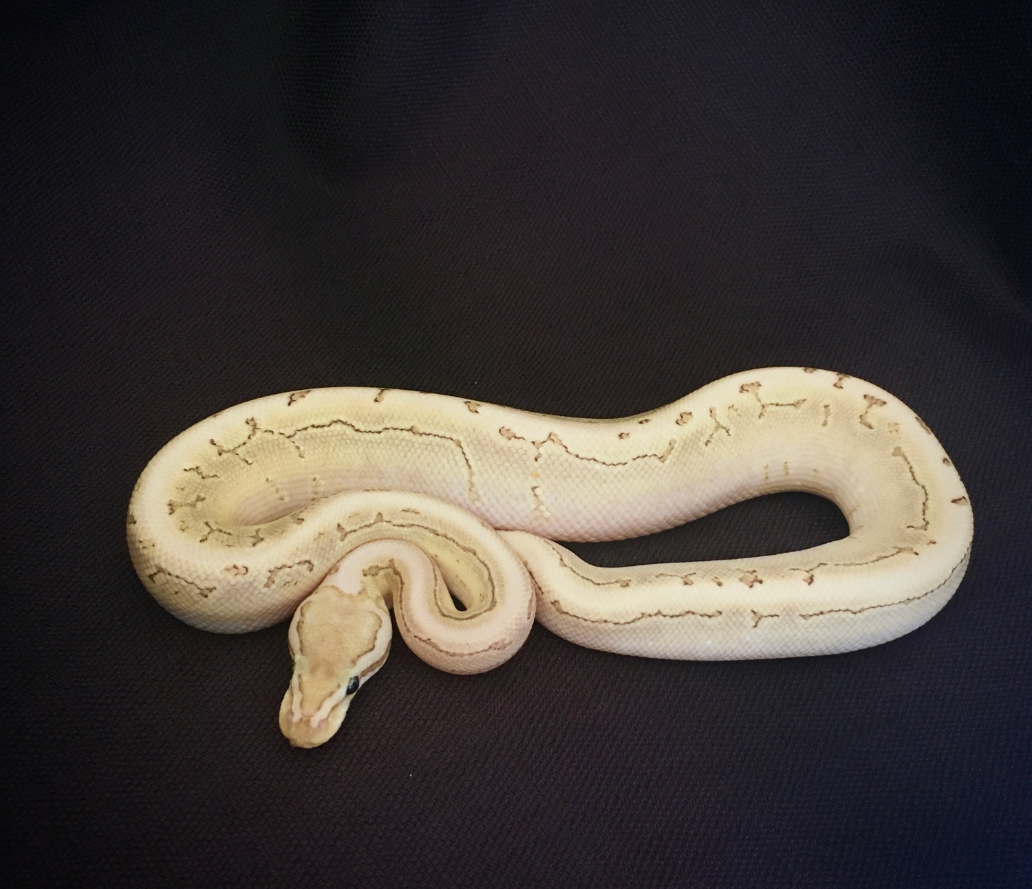 Bamboo Pinstripe Pastel Fire Possible Yellowbelly Ball Python by Ball ...