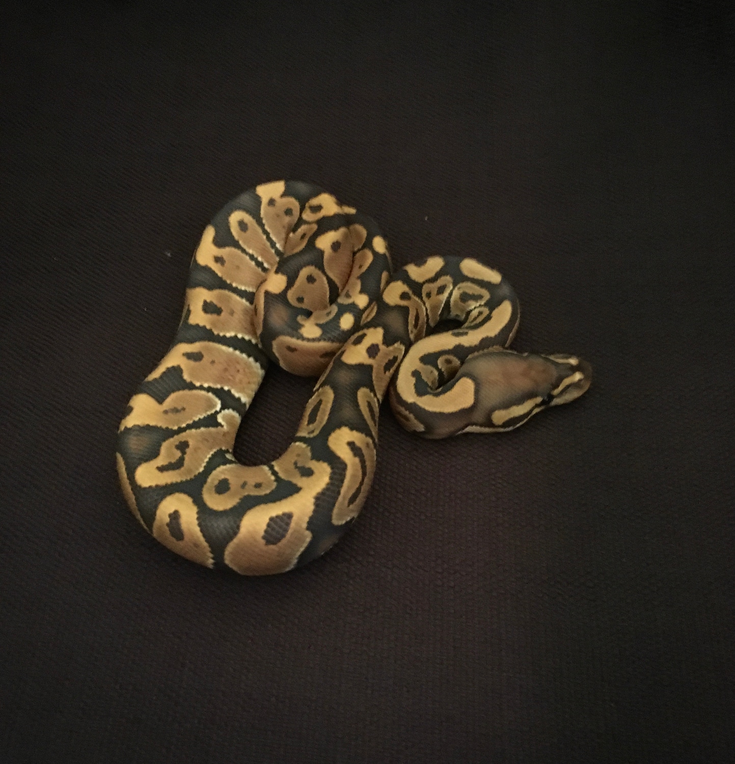 Hypo Het Tsk Axanthic Ball Python by Ball Brilliance - MorphMarket