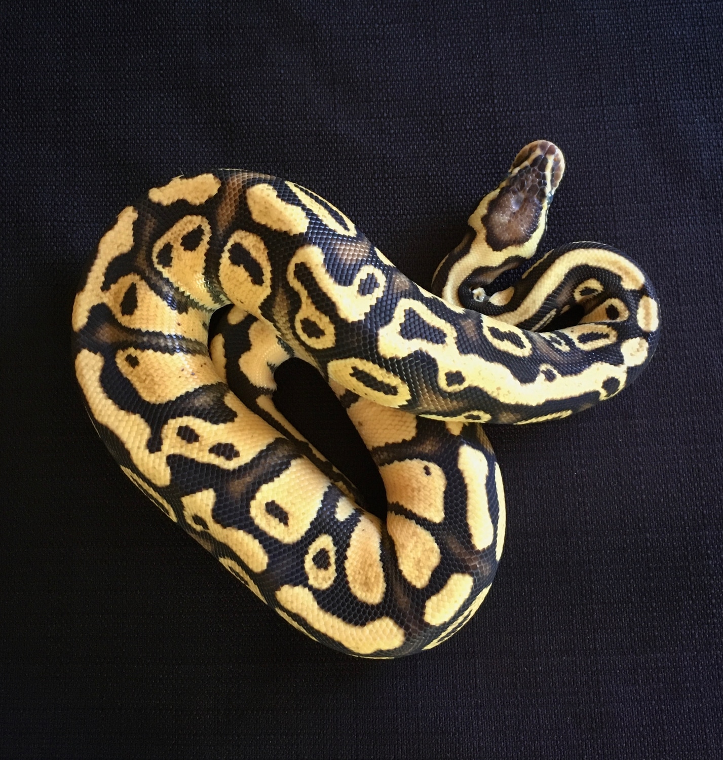 Firefly Het Tsk Axanthic Het Clown Ball Python by Ball Brilliance ...