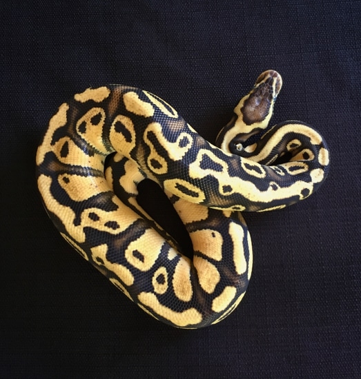 Firefly Het Tsk Axanthic Het Clown Ball Python by Ball Brilliance
