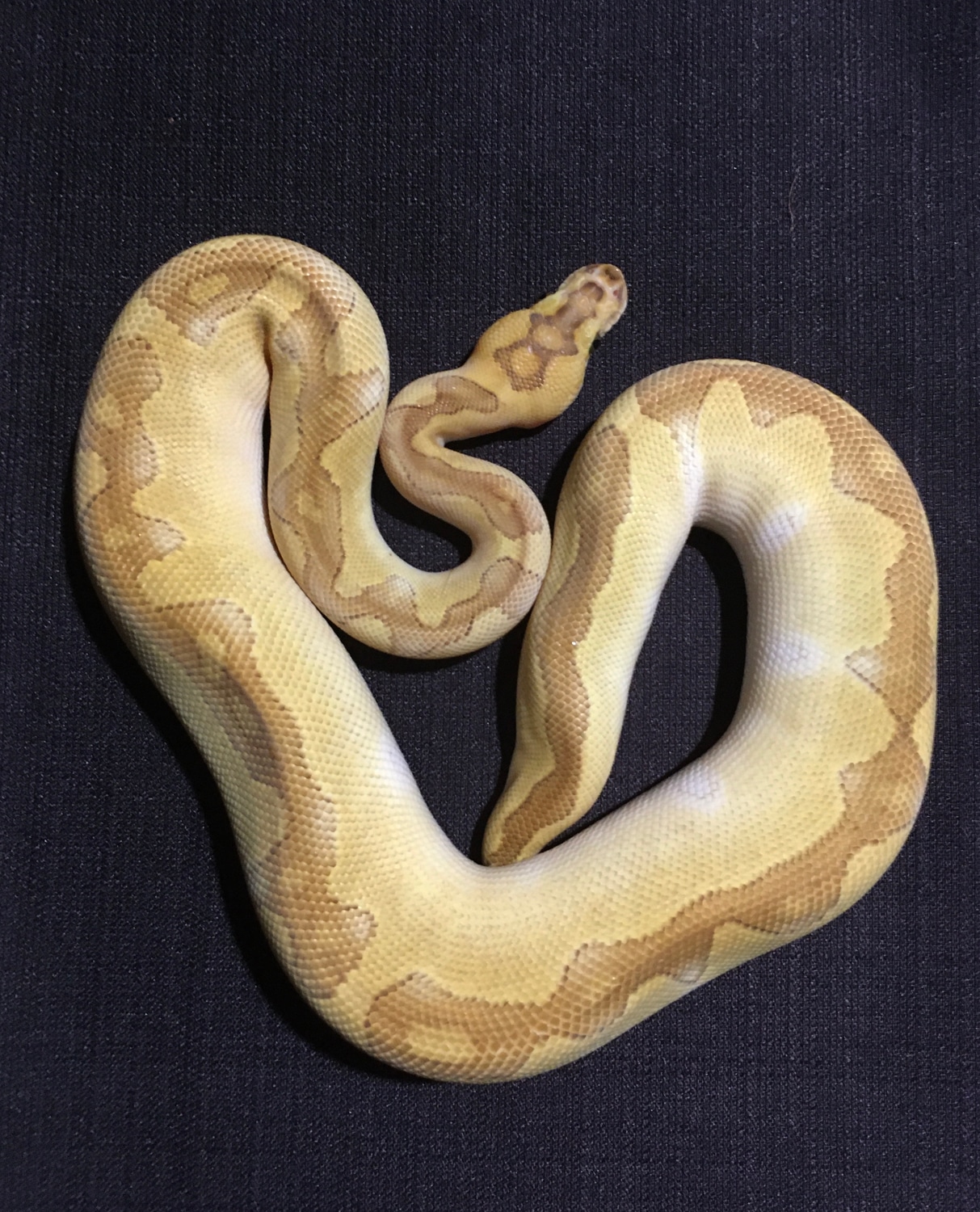 Enchi Lesser Clown Ball Python by Ball Brilliance - MorphMarket