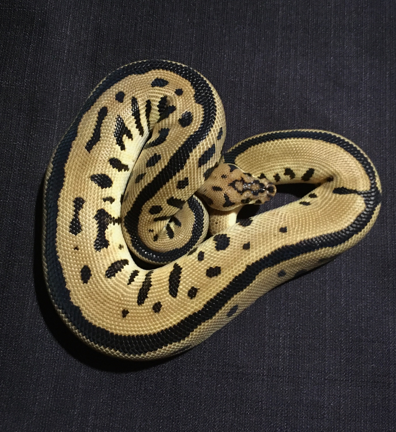 Leopard Spotnose Clown Het Tsk Axanthic Ball Python by Ball Brilliance ...