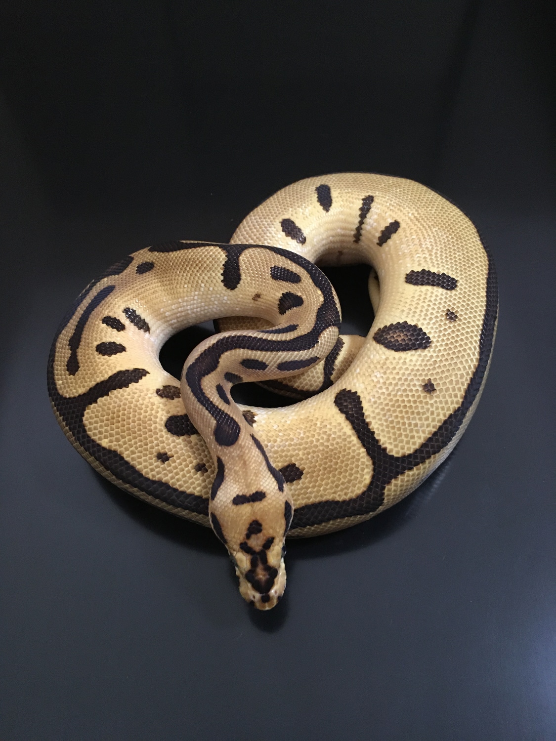Enchi Leopard Spotnose Clown Ball Python by Ball Brilliance - MorphMarket