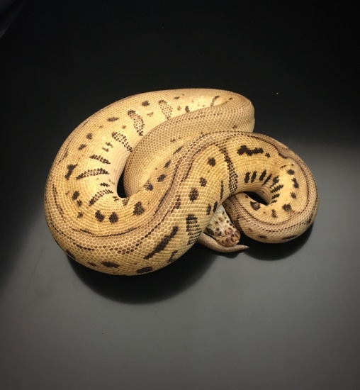 Pastel Batman Ball Python by Ball Brilliance